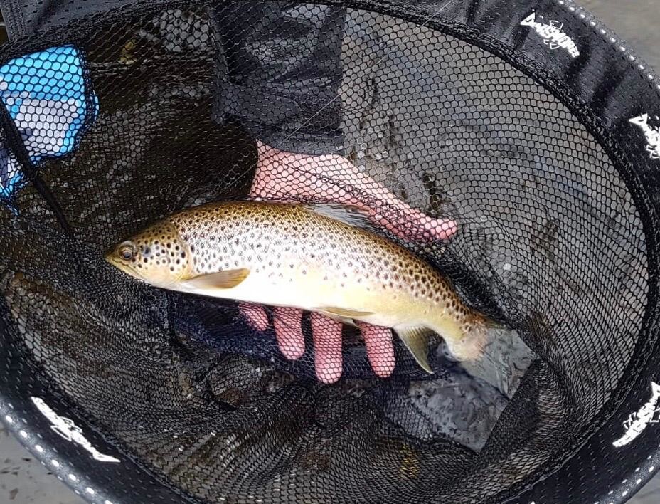 Llwyn Corner | Usk | The Fishing Passport