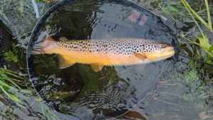 Merthyr Tydfil Angling Alliance | Taff | The Fishing Passport