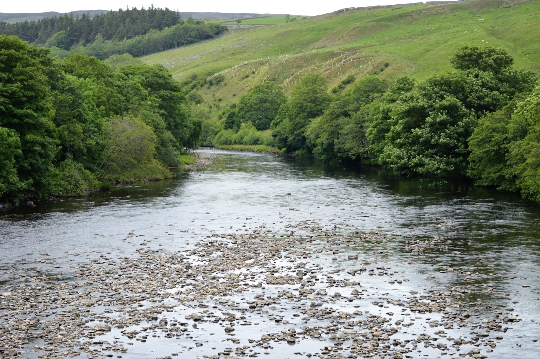 Darlington Brown Trout AA South Bank - River Tees | Tees | The Fishing ...