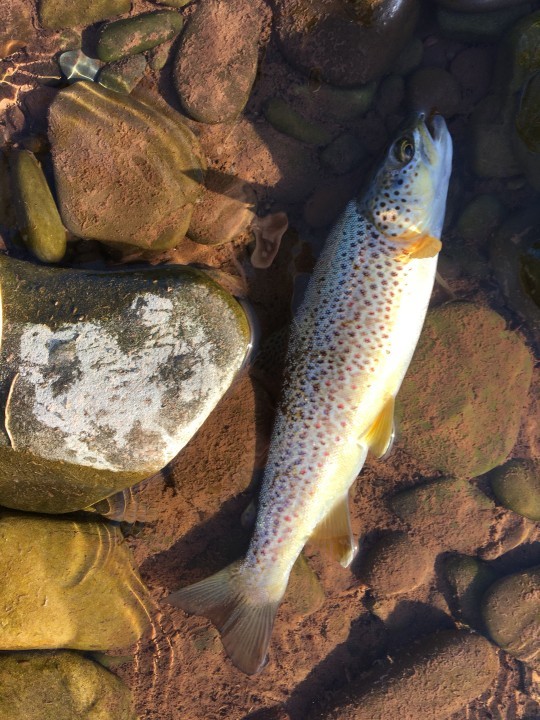 Oliver Burch's Game Fishing Monthly Report - May 2025 | The Fishing ...