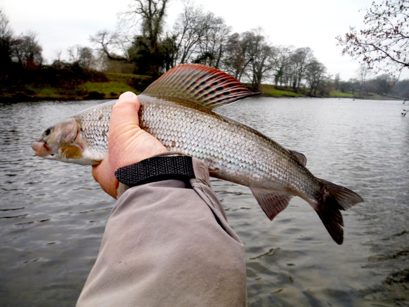 Oliver Burch's Trout and Grayling Monthly Report - February 2020 | The ...
