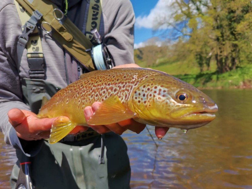 Oliver Burch's Trout and Grayling Monthly Report - May 2021 | The ...
